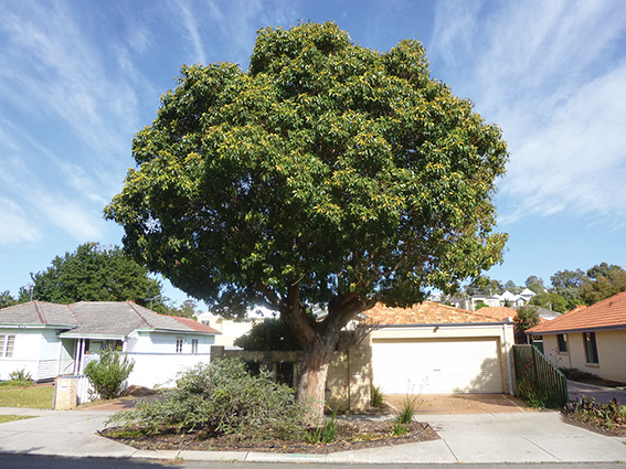 Trees valued in Stirling – Perth Voice Interactive