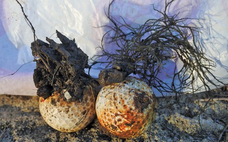 Fore! – Perth Voice Interactive