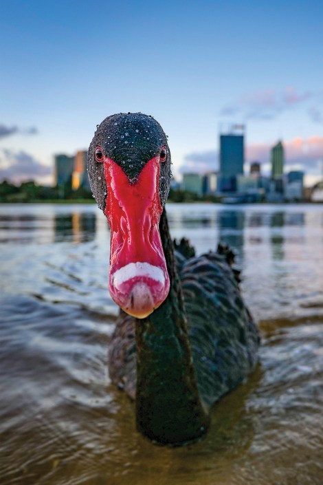 Snap fix – Perth Voice Interactive