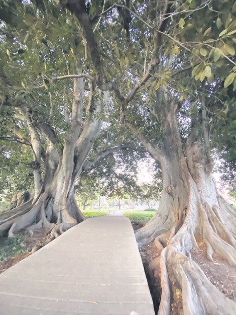 Borer infects figs | Perth Voice Interactive