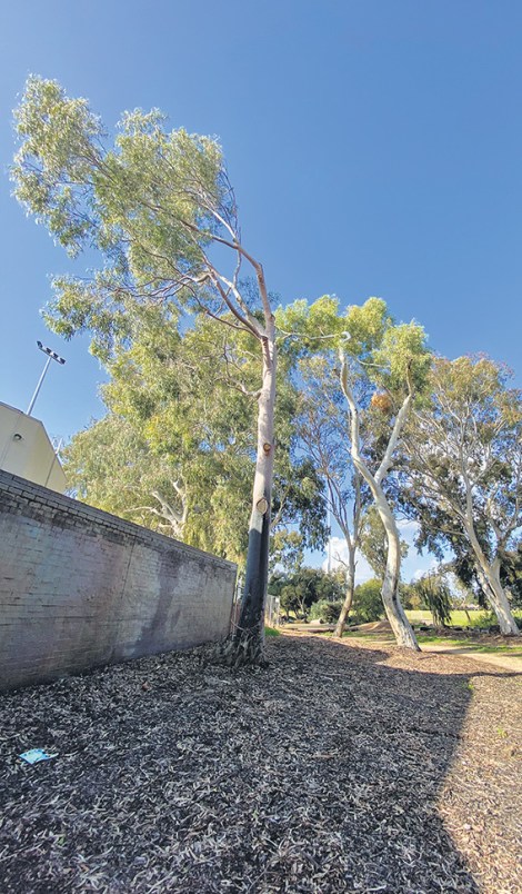 Shady prune raises eyebrows – Perth Voice Interactive