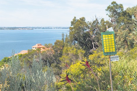 Tree killer – Perth Voice Interactive